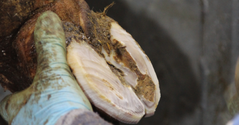 Ultimate Guide To Cow Hoof Trimming | Kirby Cattle Services
